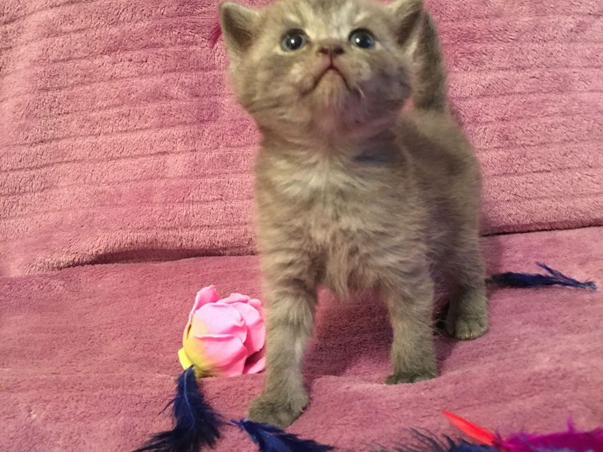 Котята британцы