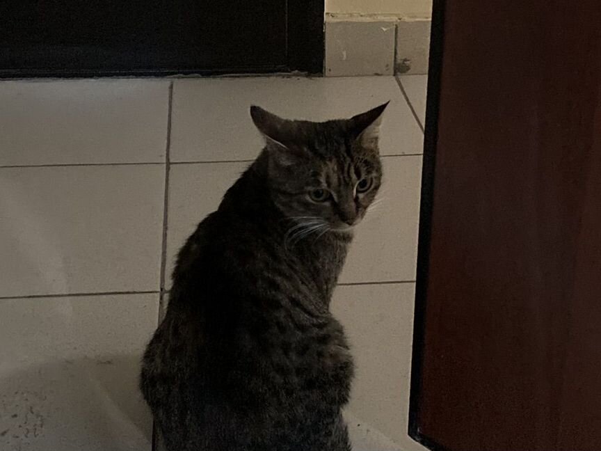 Кот в добрые руки