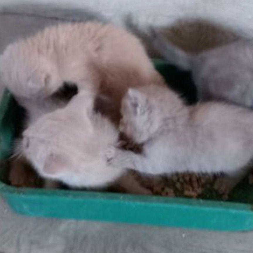 Британский котенок