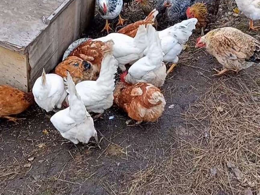 Утки, гуси,куры