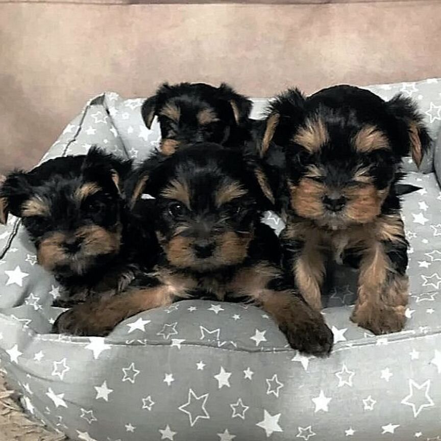 Йоркширский терьер, щенок