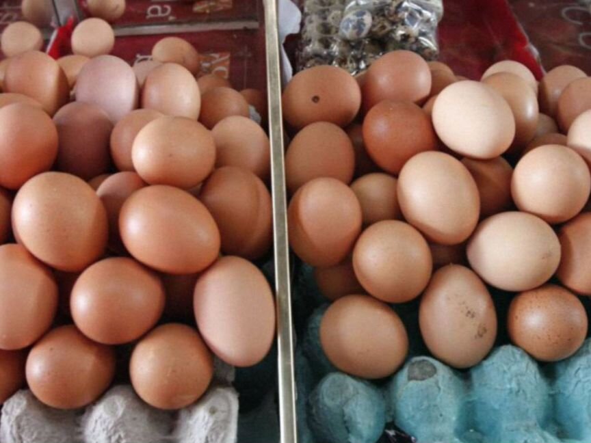 Инкубационные яйца всех пород – Импорт из Европы