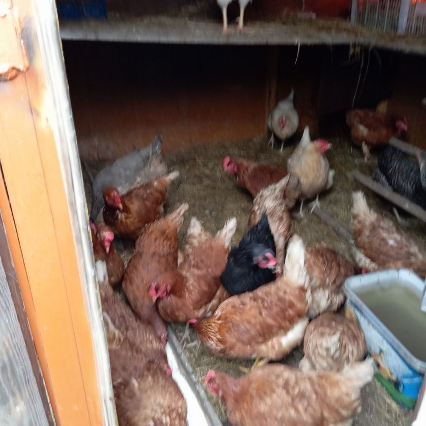 Куры молодки