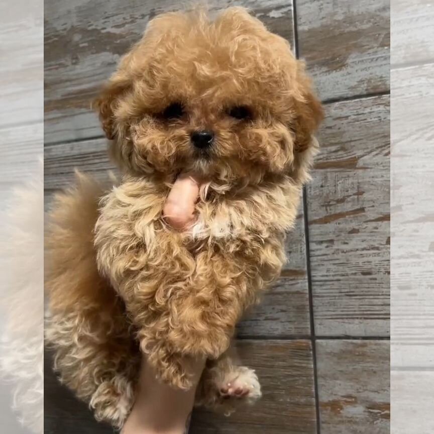 Бишон фризе, щенок