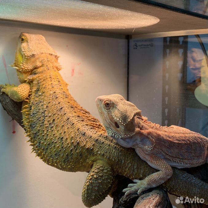 Бородатая агама самец, спаривание