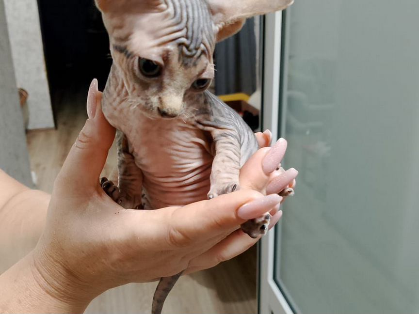 Донской сфинкс велюр