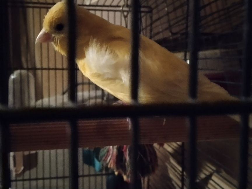 Кенар певчий