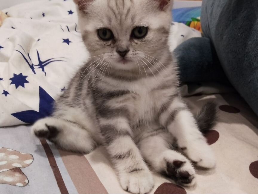 Шотландские котята