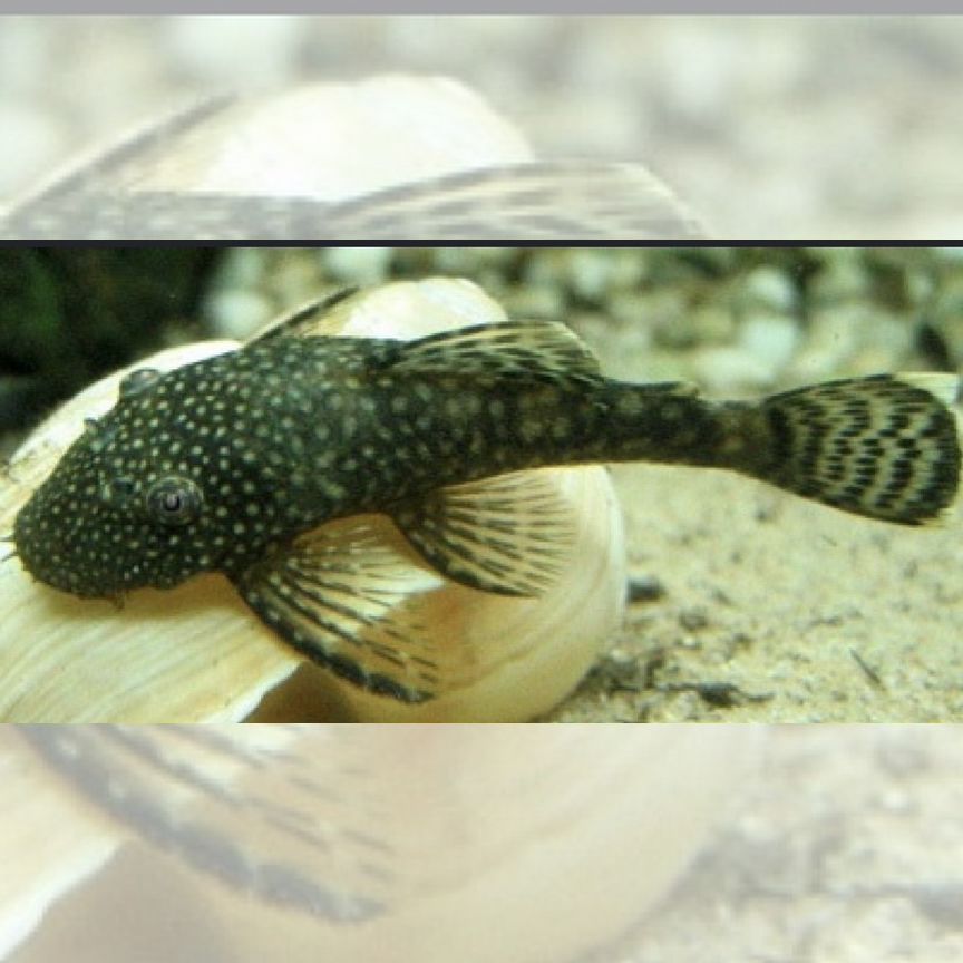 Сом анциструс