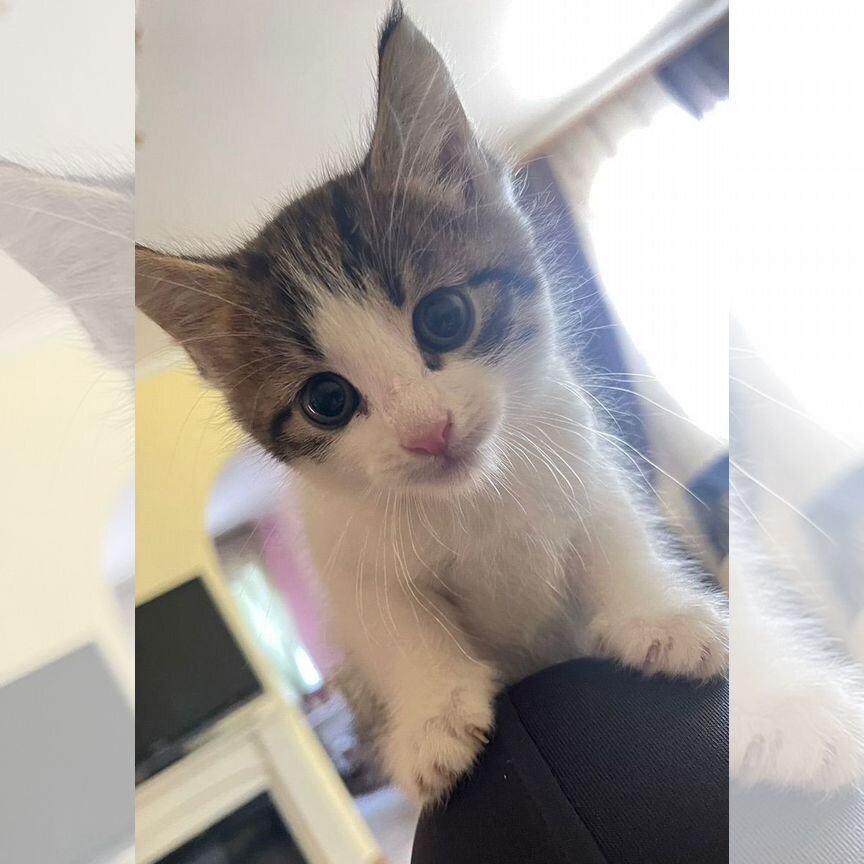Котенок даром мальчик