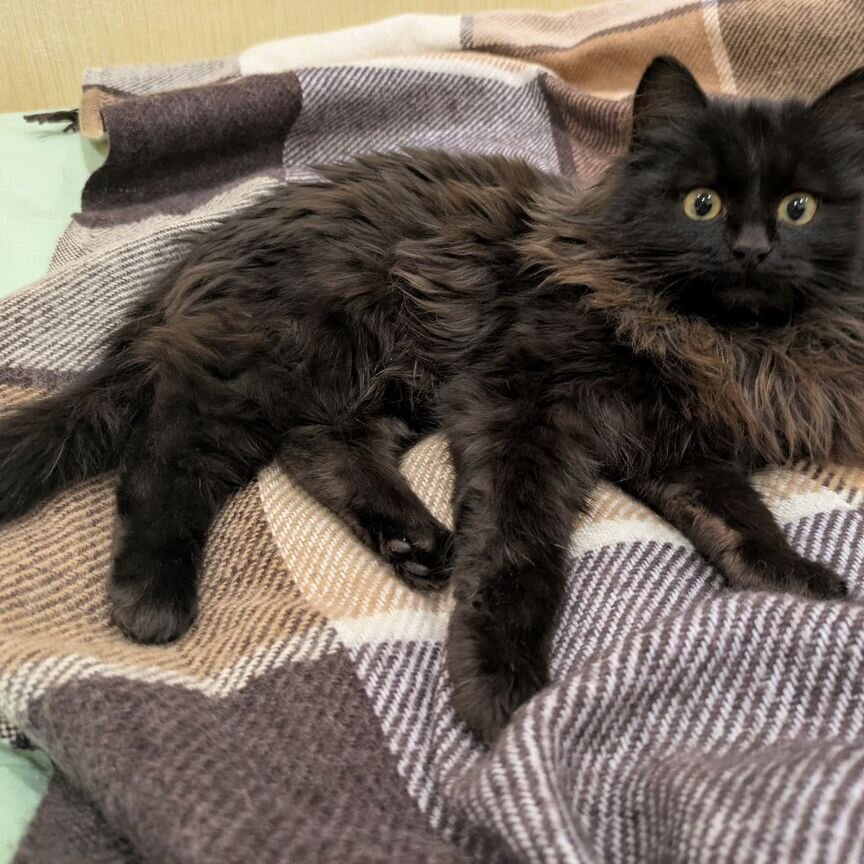 Котенок подросток мальчик