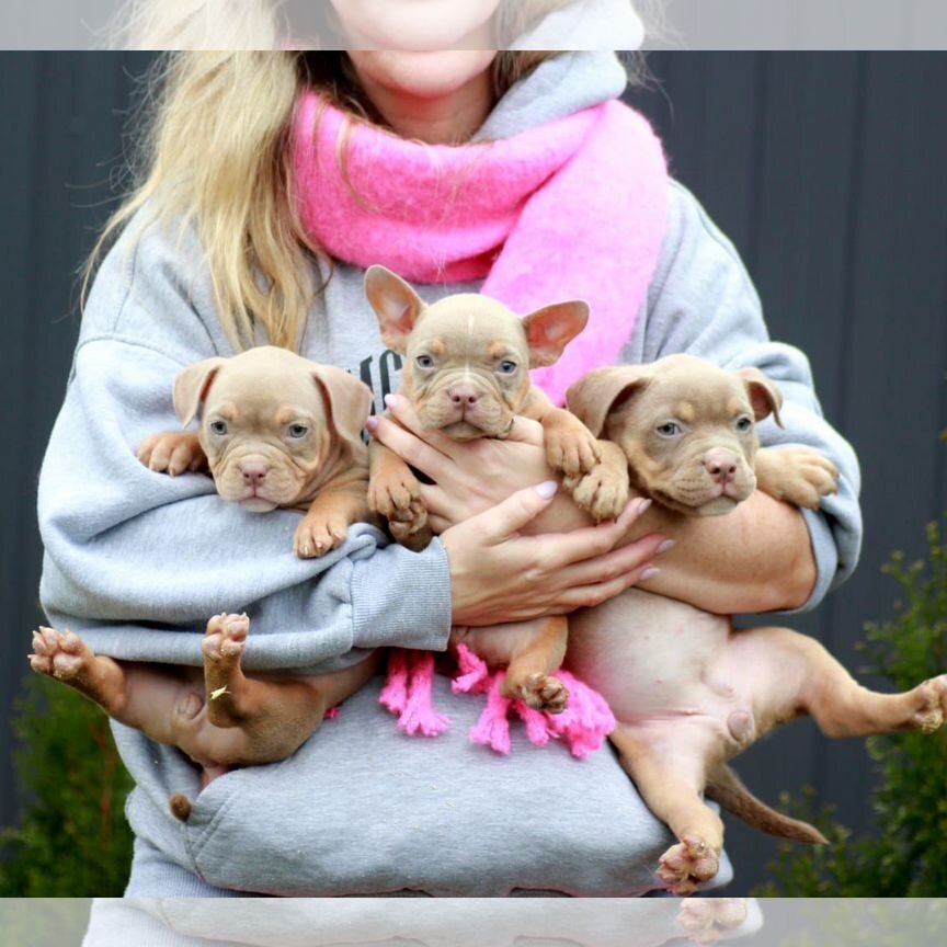 Американский булли, щенок