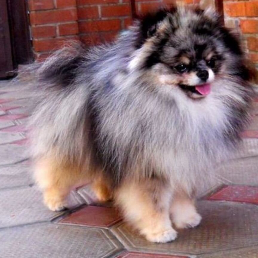 Померанский шпиц, взрослый пёс