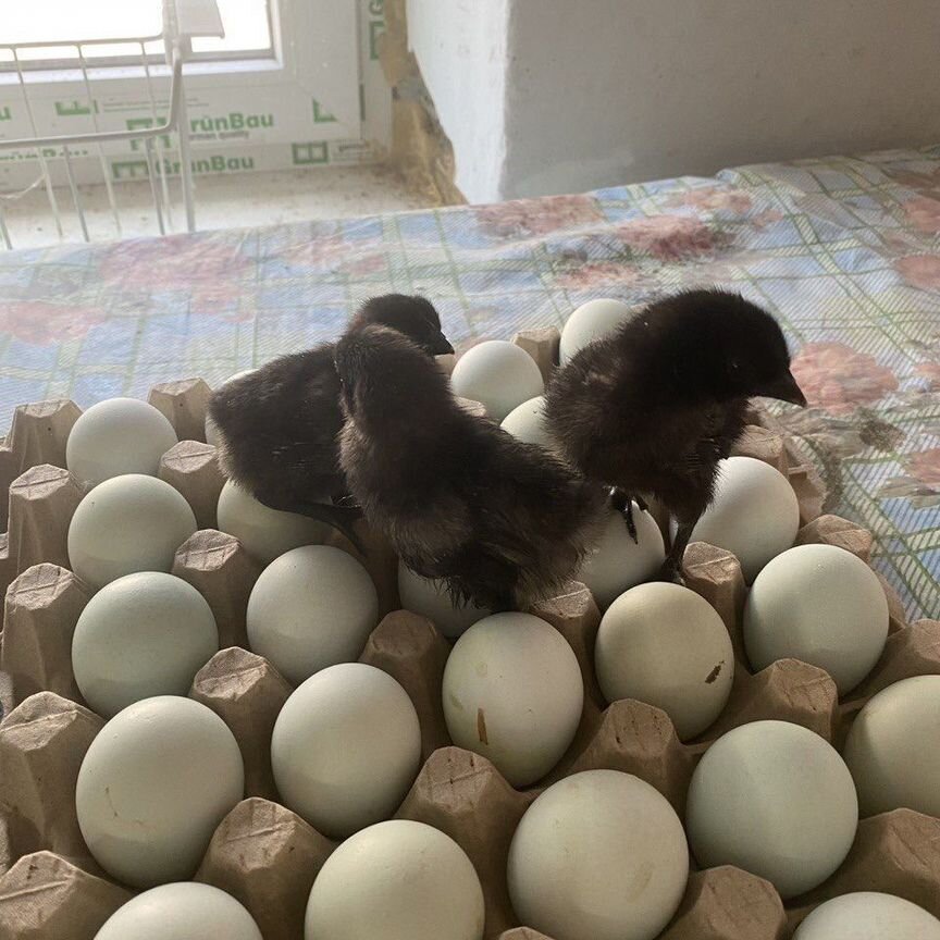 Продам цыплят лухей-ийлюй