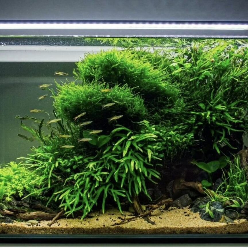 Запуск, обслуживание аквариума