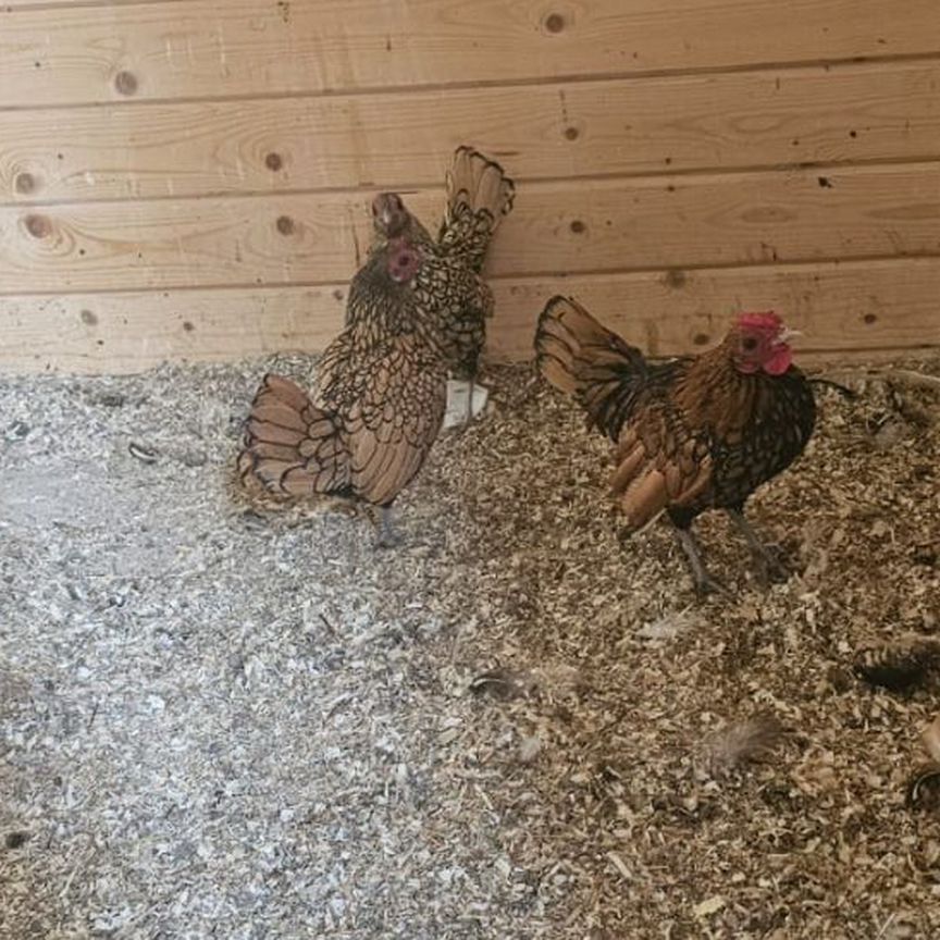 Продаются 2 курицы.и петух