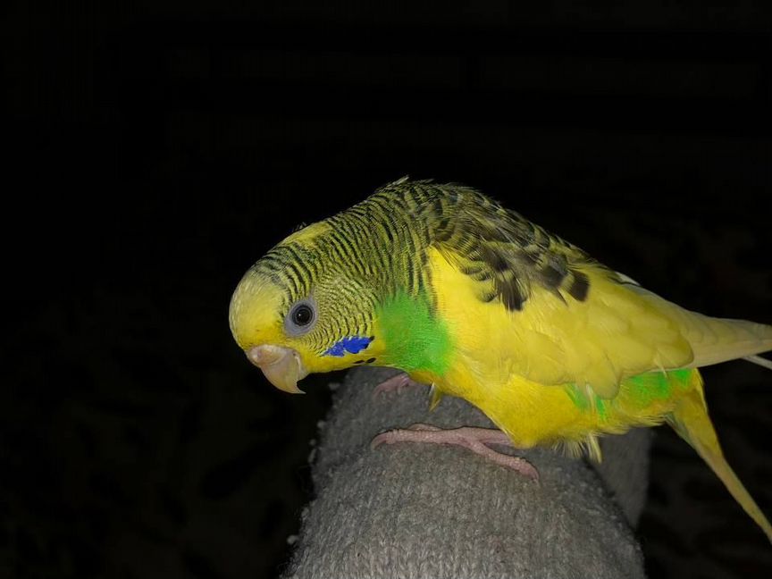 Волнистый попугай с клеткой