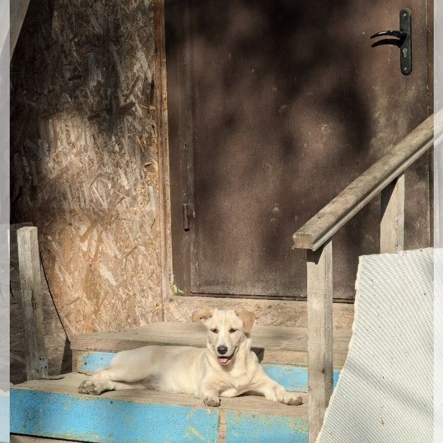 Щенок в добрые руки