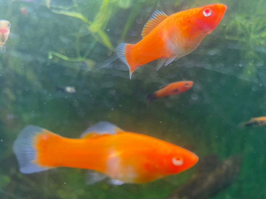 Меченосец, пецилия