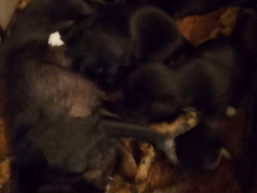 Продаю шенков