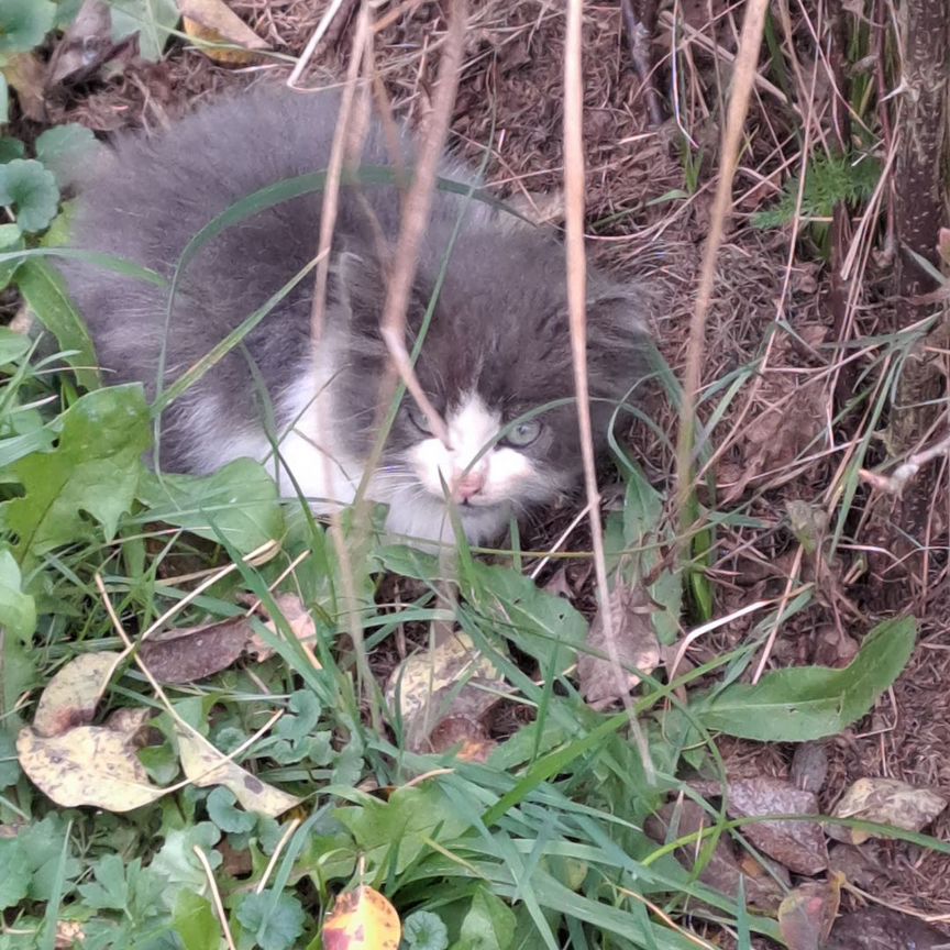 Котёнок 2, 5 месяца бесплатно