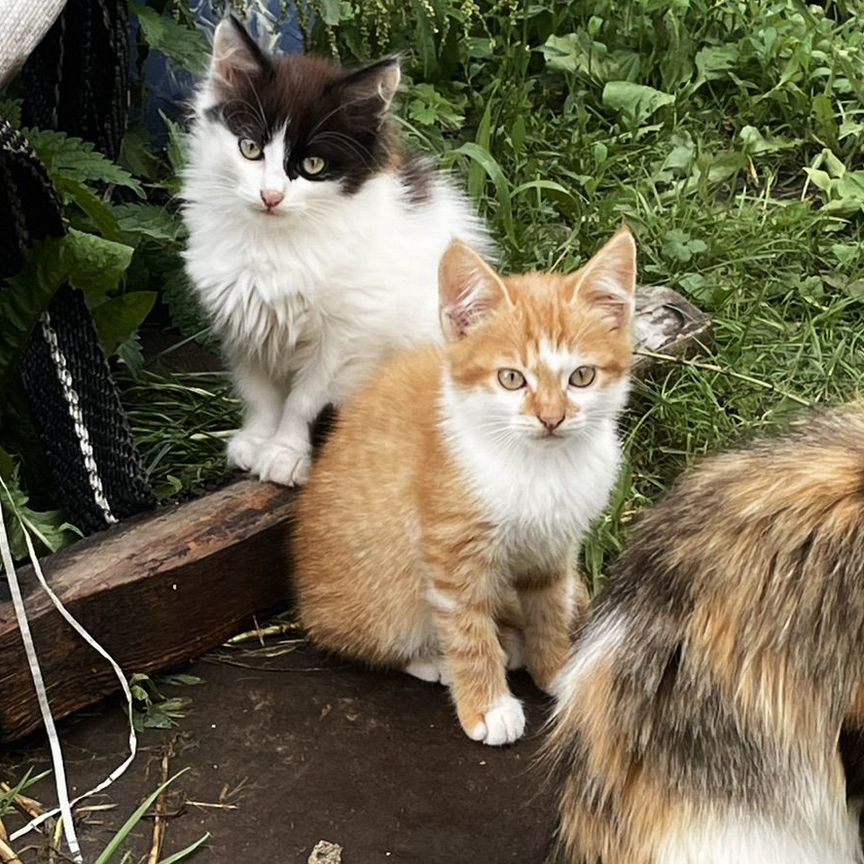 Уличные котята ищут дом