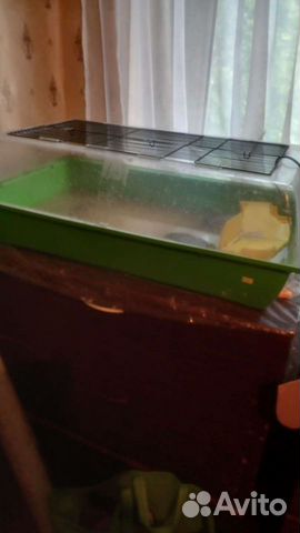 Водные красноухие черепахи - отдам в добрые руки