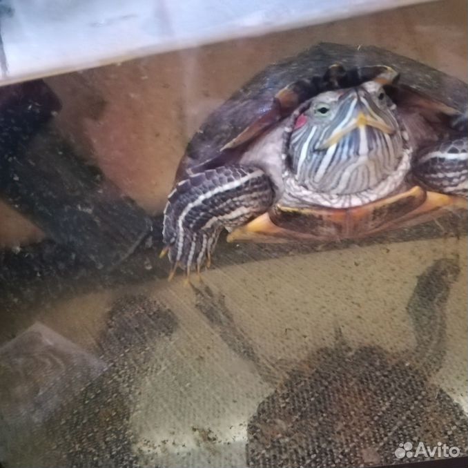 Отдам черепаху