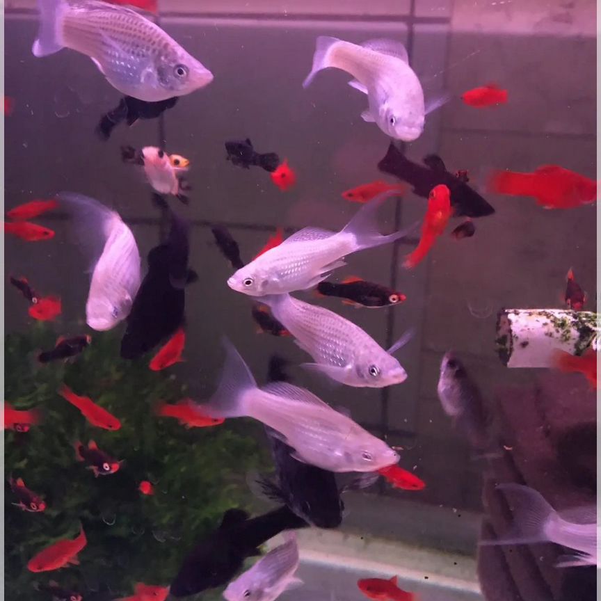 Моллинезии. Меченосцы