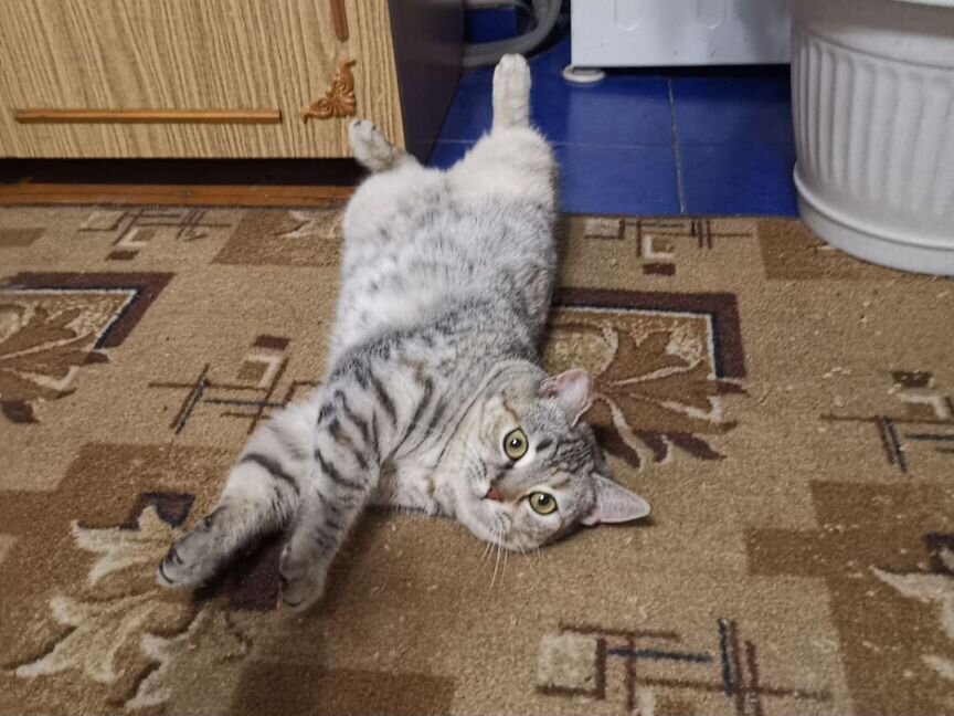 Кошка британка