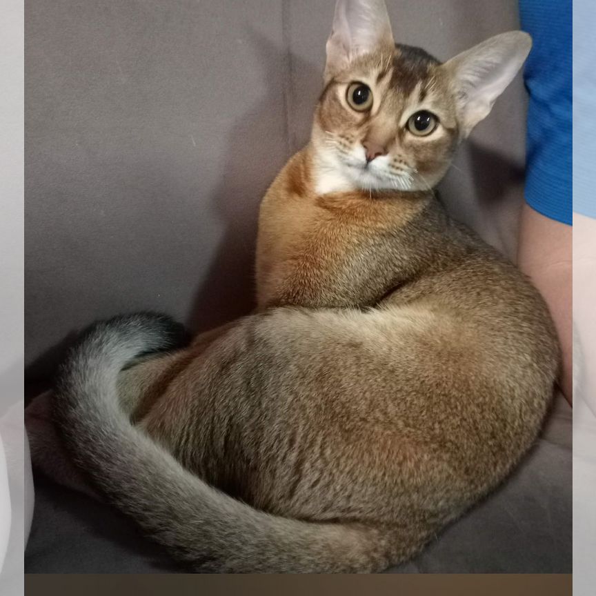 Абиссинская кошка