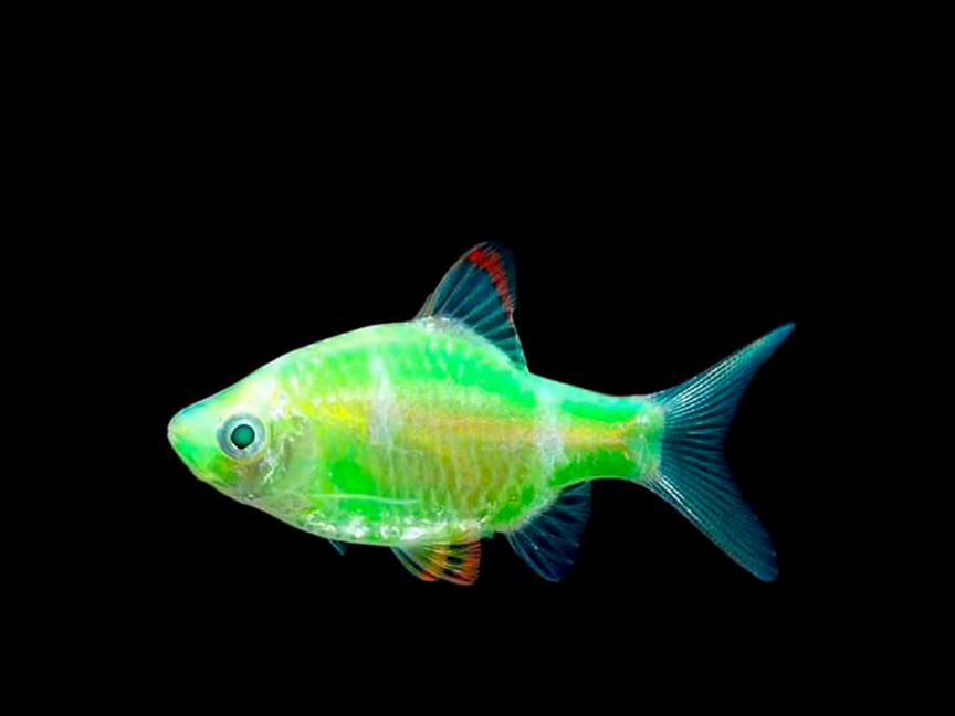 Барбус Гонконг "GloFish" зелёный