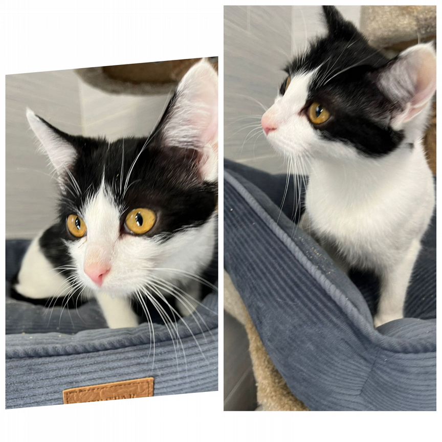 Котенок привитая прелесть