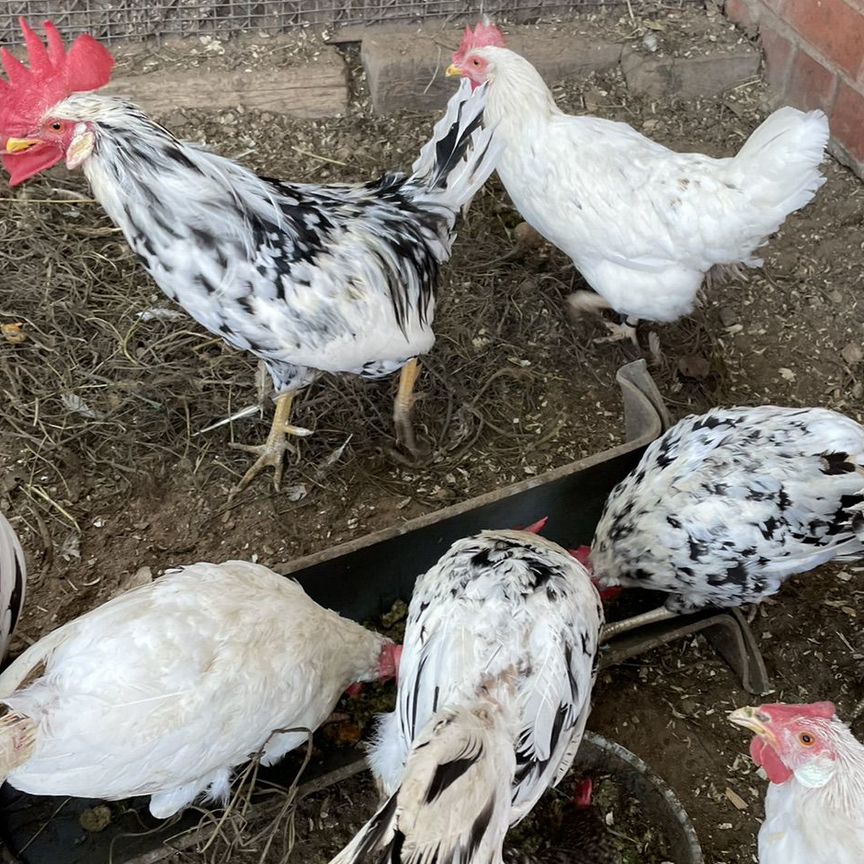 Куры леггорн далматинец