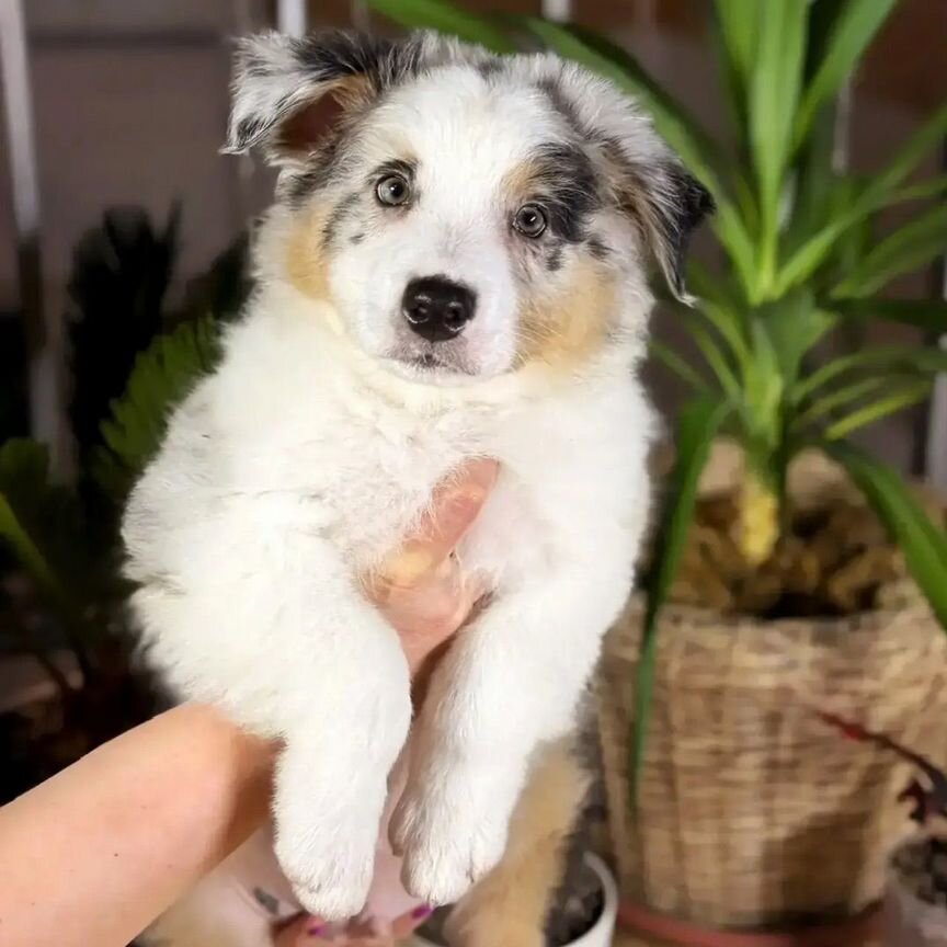 Австралийская овчарка, щенок