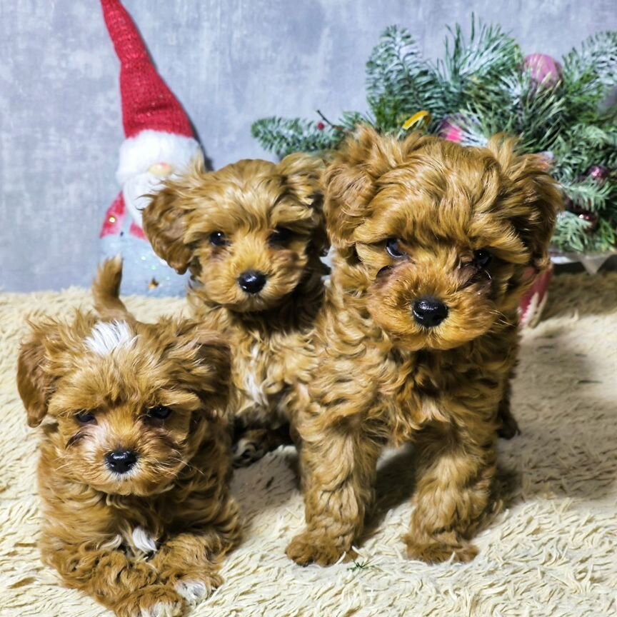 Мальтипу f1 mini и стандарт