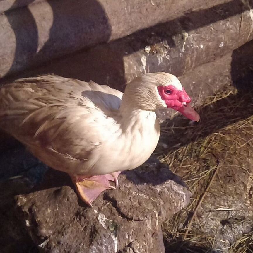 Селезни индоутки