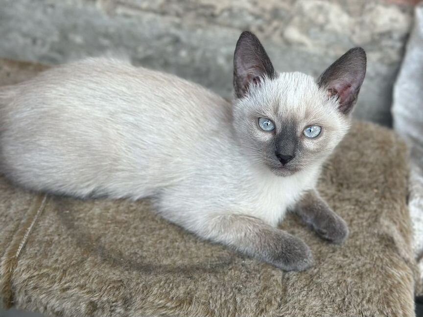 Сиамский котик в добрые руки