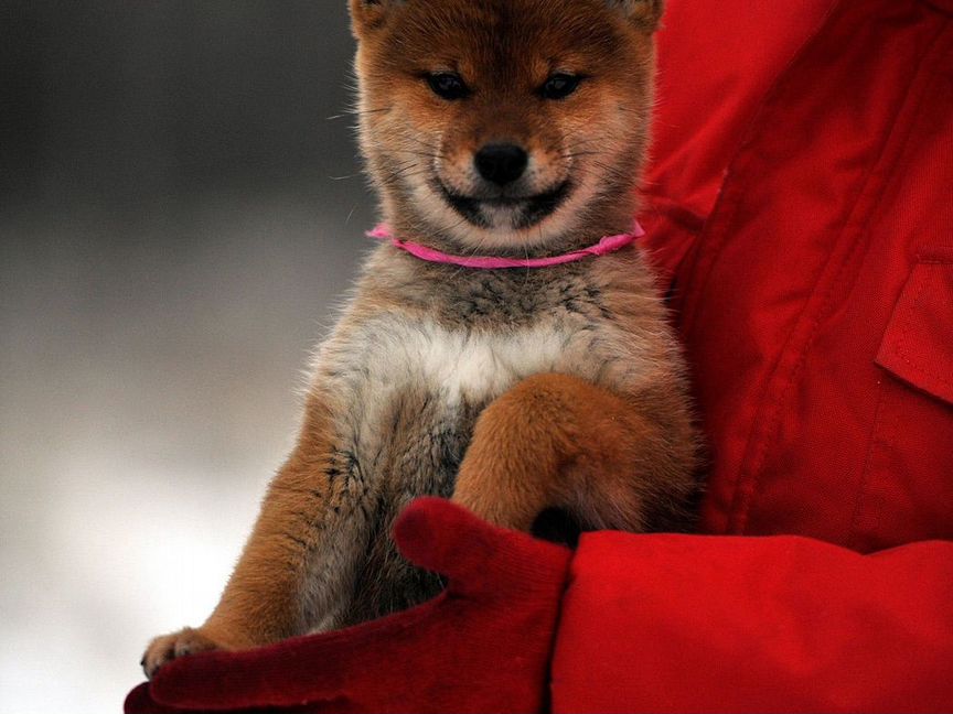 Щенки сиба для вас