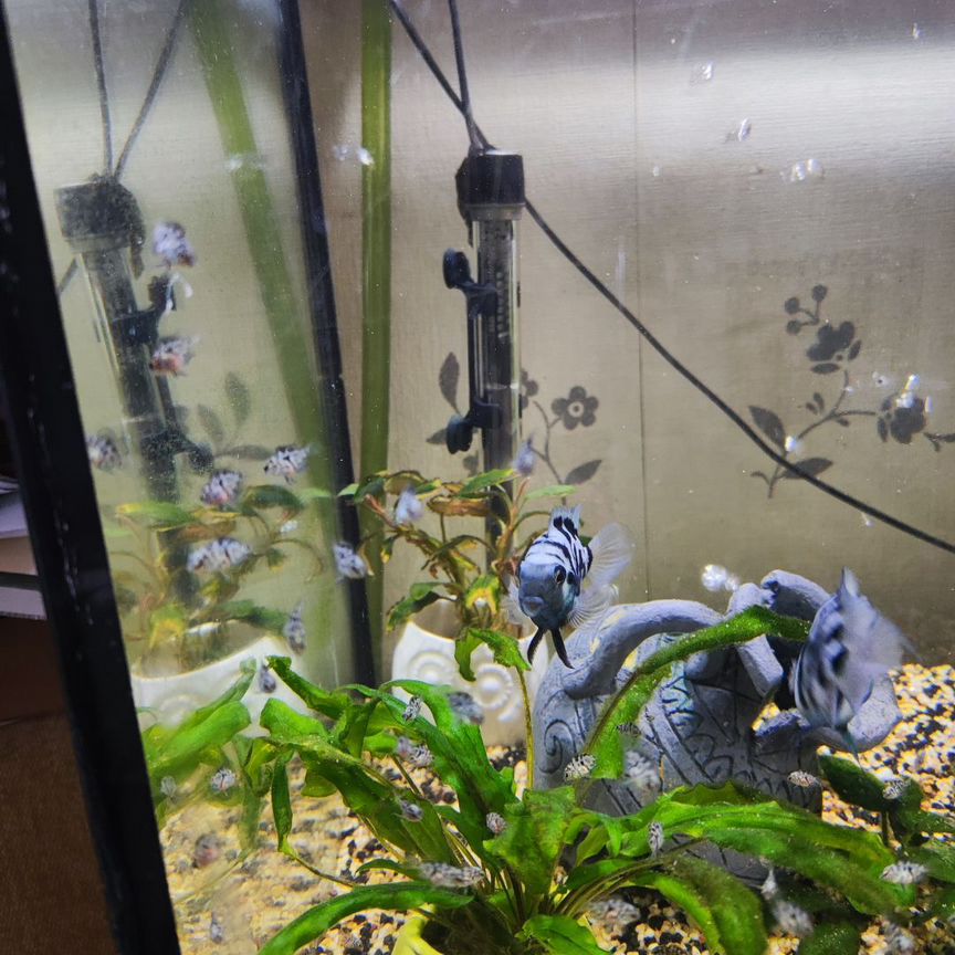 Попугай тигровый синий