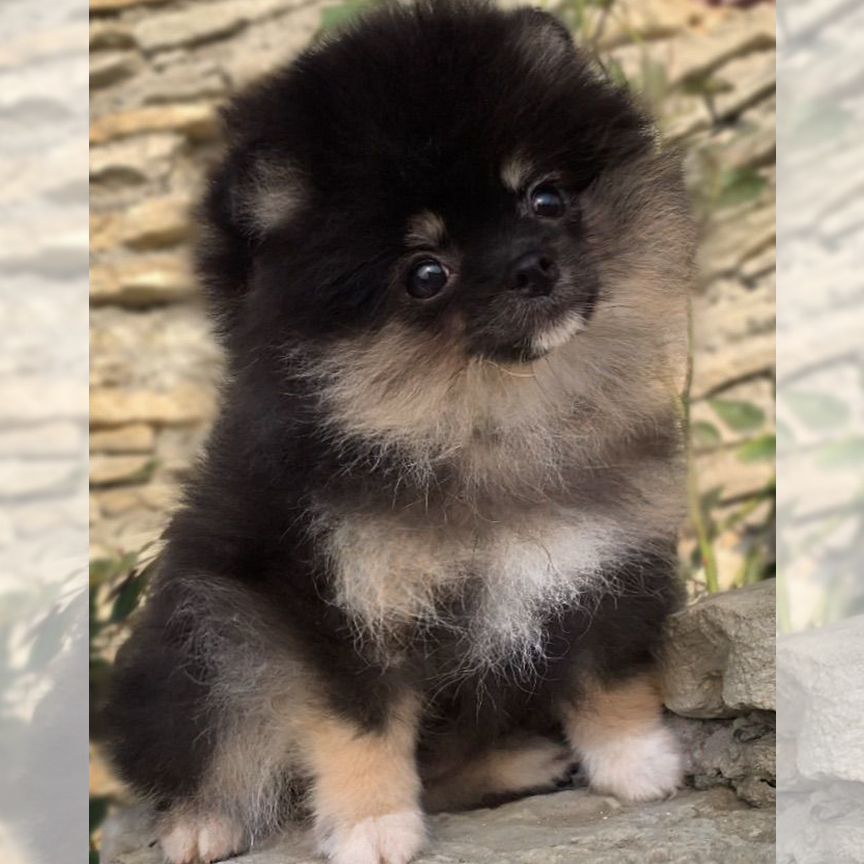«Якида». Померанский шпиц. сладкая малышка