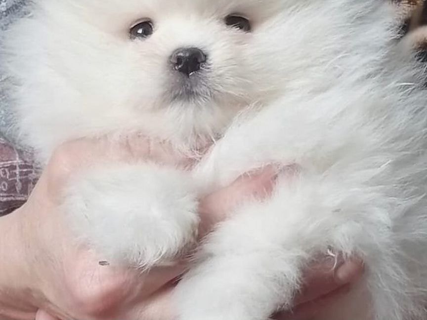 Немецкий шпиц