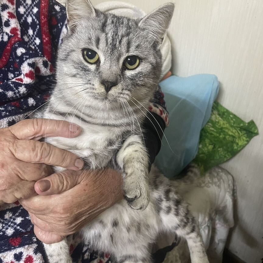 Котенок в добрые руки