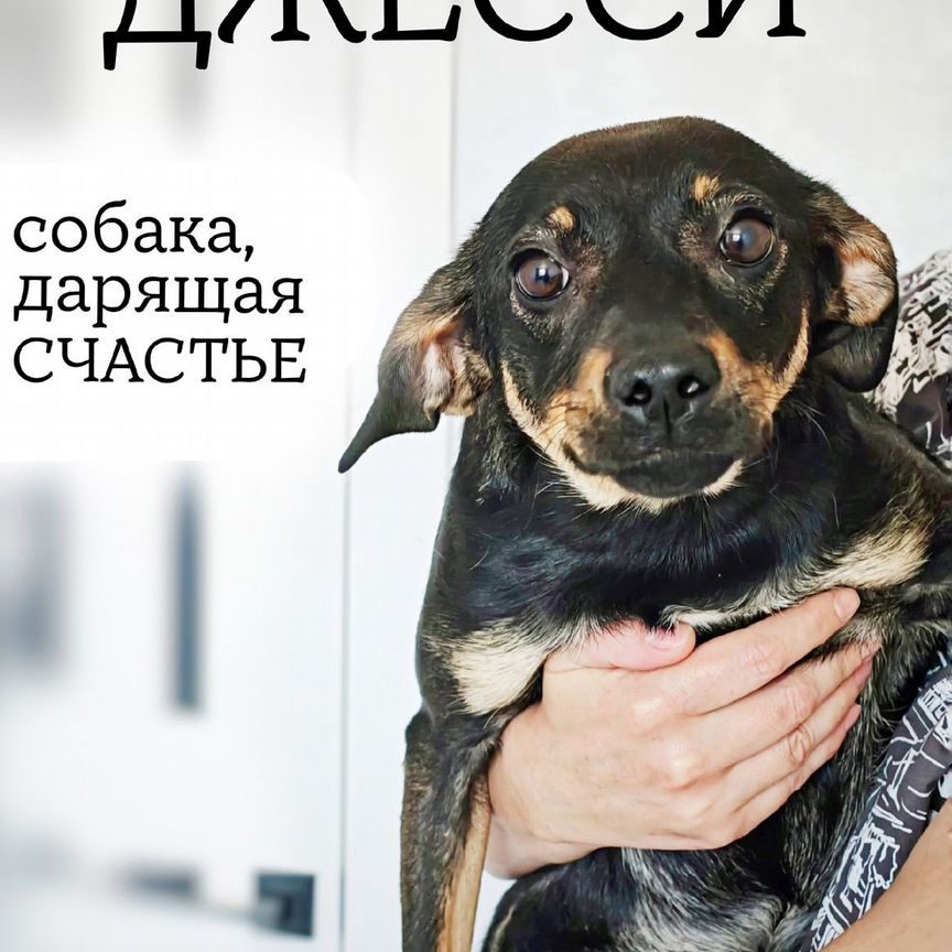 Взрослая собака в добрые руки