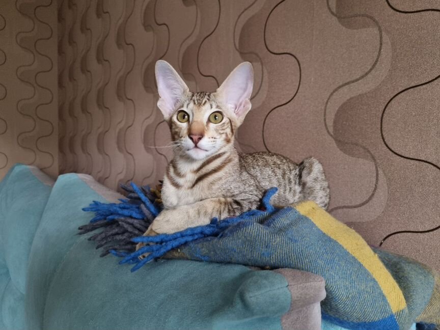 Ориентальные котята