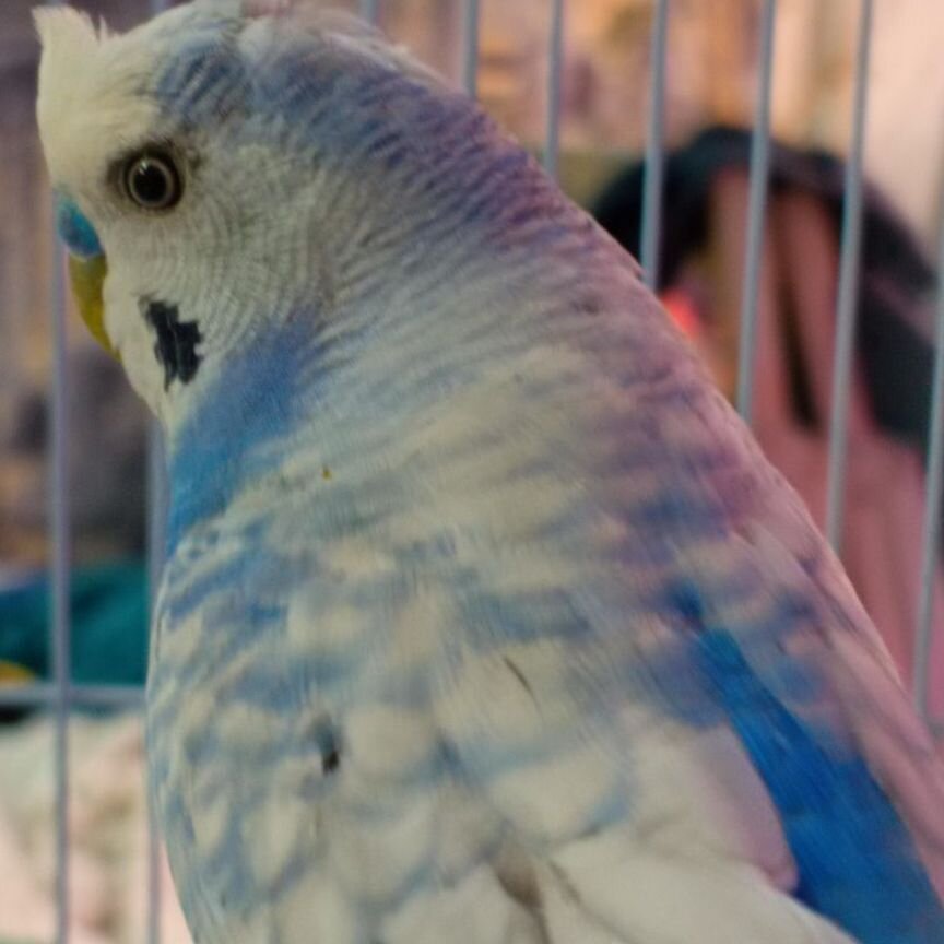 Попугай волнистый хохлатый