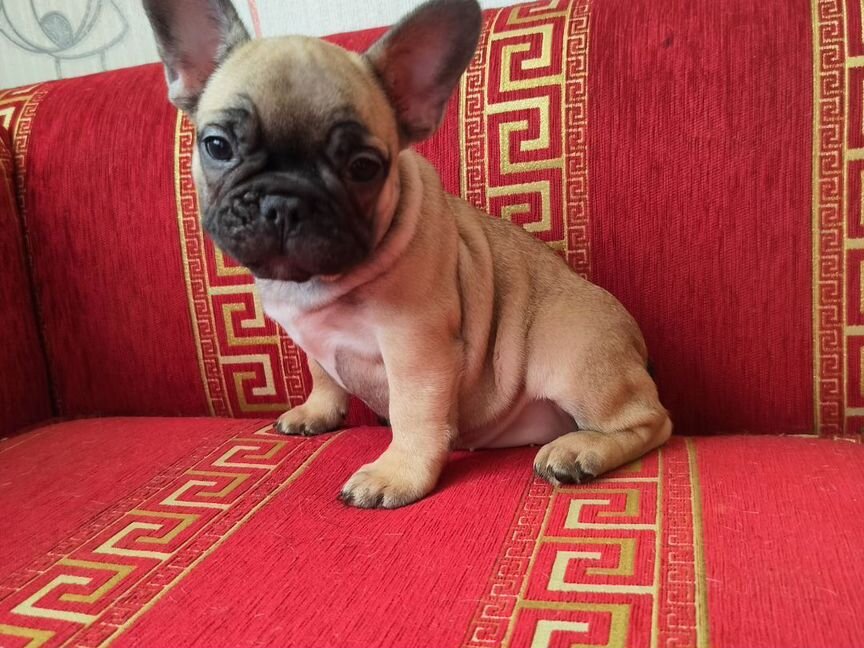 Французский бульдог щенки