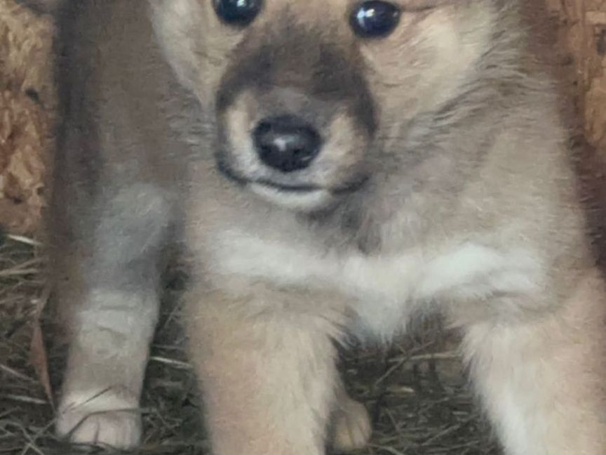 Очаровательный щенок 1,5 мес ищет семью