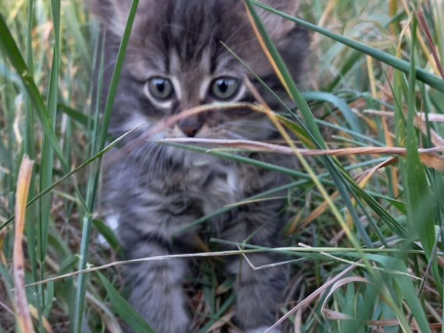 Котенок в добрые руки