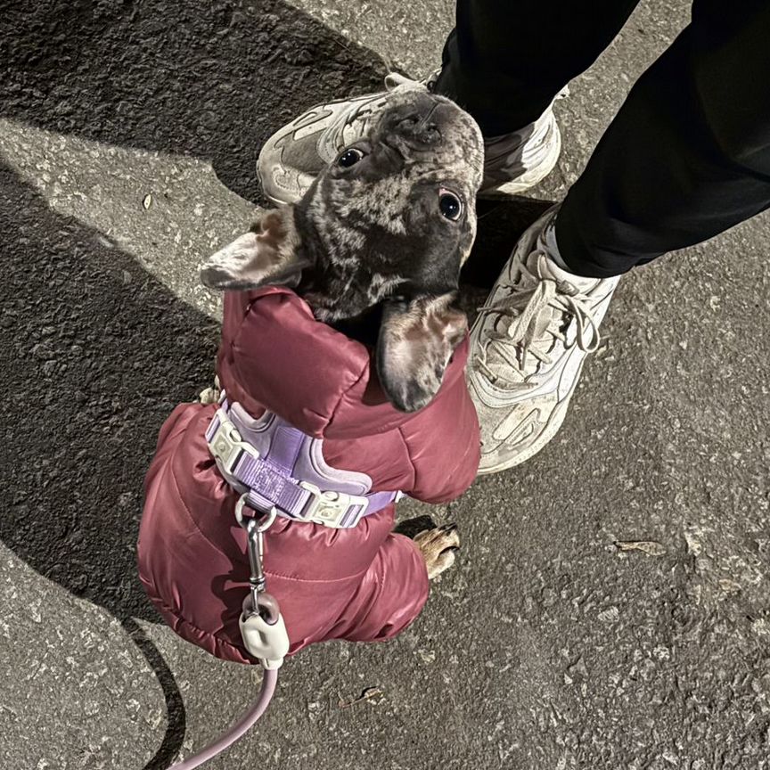 Зимний комбинезон на маленькую собаку девочку